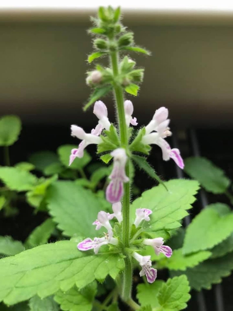 Chinese Artichoke/stachys Affinis- 3 Small Plants 2-6 Inches, Bare Root ...