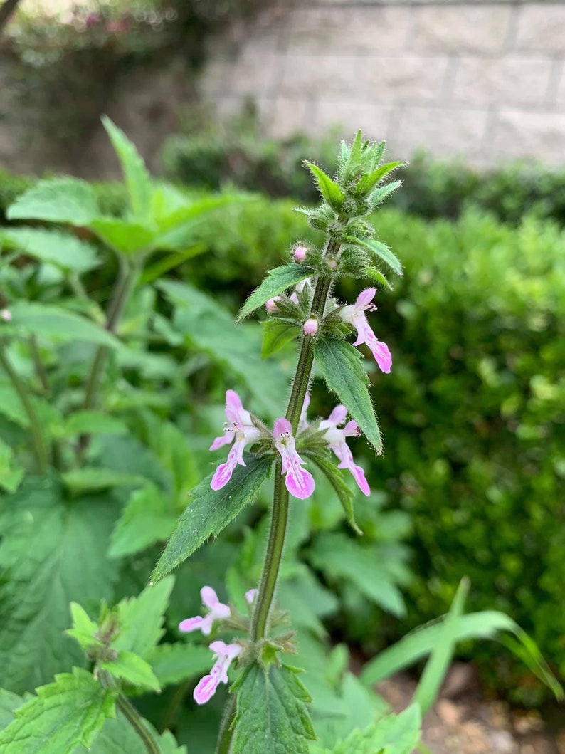 Chinese Artichoke/stachys Affinis- 3 Small Plants 2-6 Inches, Bare Root ...
