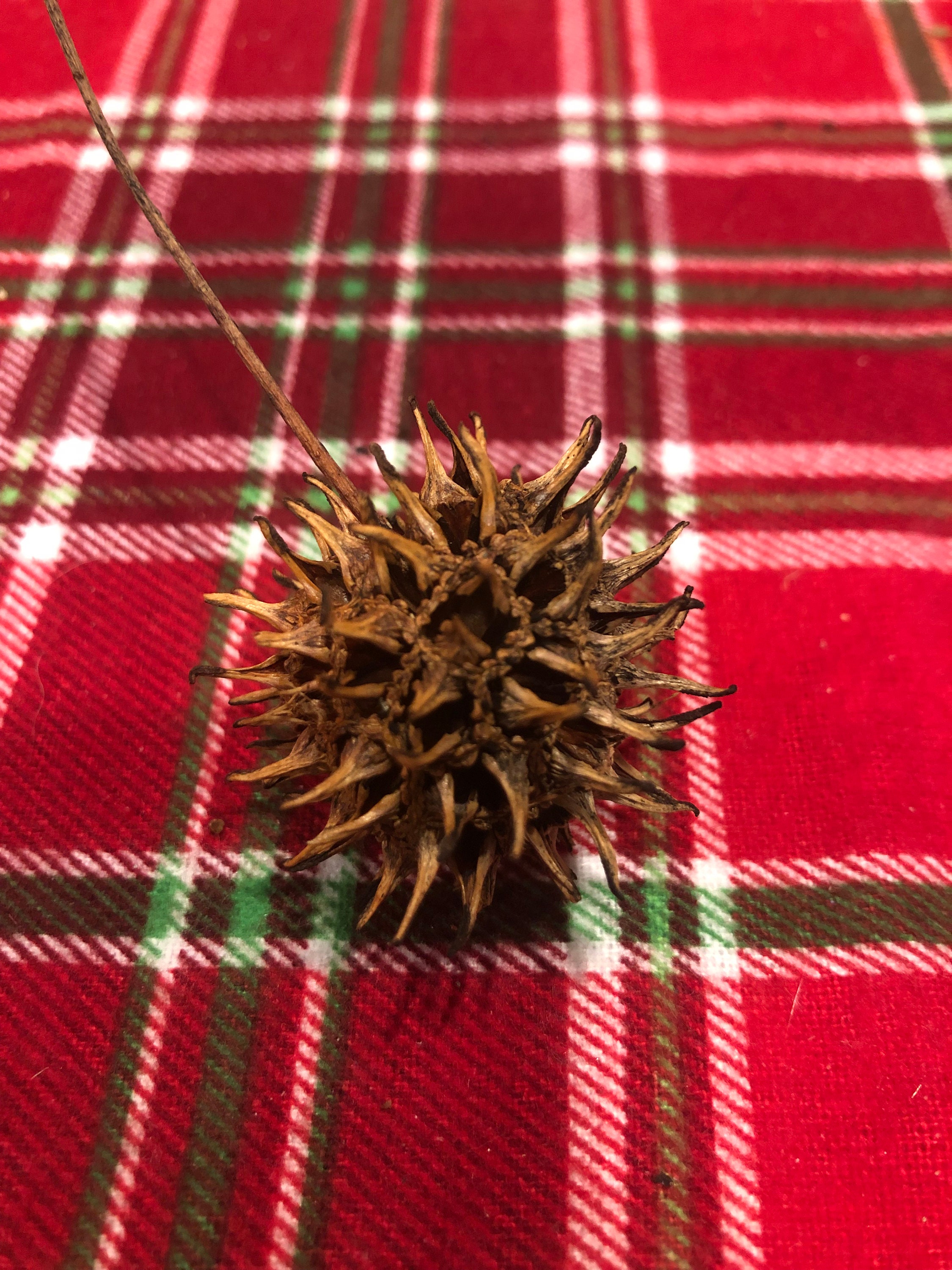 Sweet Gum Ball Tree Pods for Crafts - Etsy