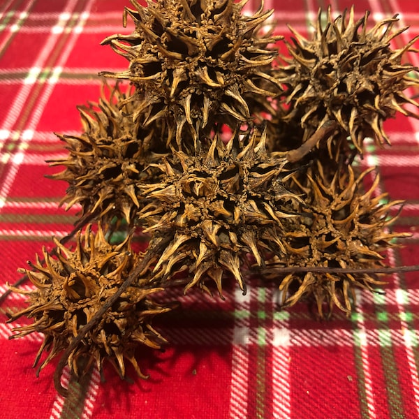 Sweet Gum Ball Crafts - Etsy