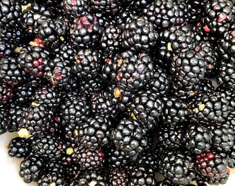 3 Natchez Thornless Blackberry Plants, High Yields of Large, Great ...