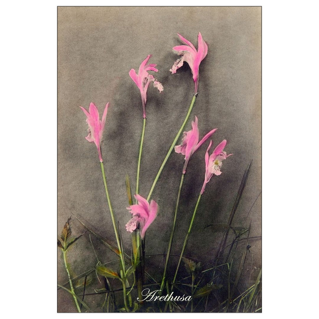 Orchid Note Card, 4x6 Flat, Blank Back, Arethusa Orchid - Etsy
