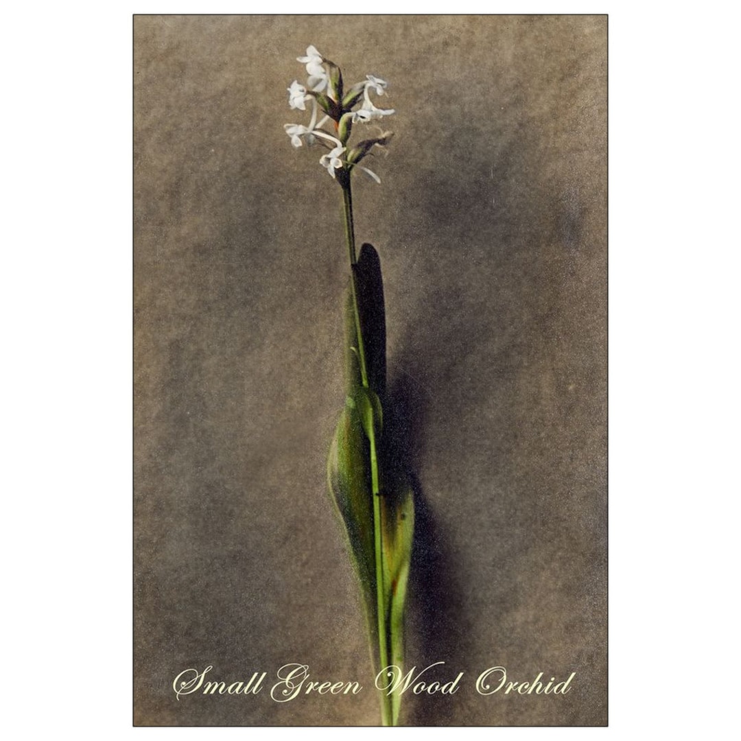 Orchid Note Card, 4x6 Flat, Blank Back, Small Green Wood Orchid - Etsy