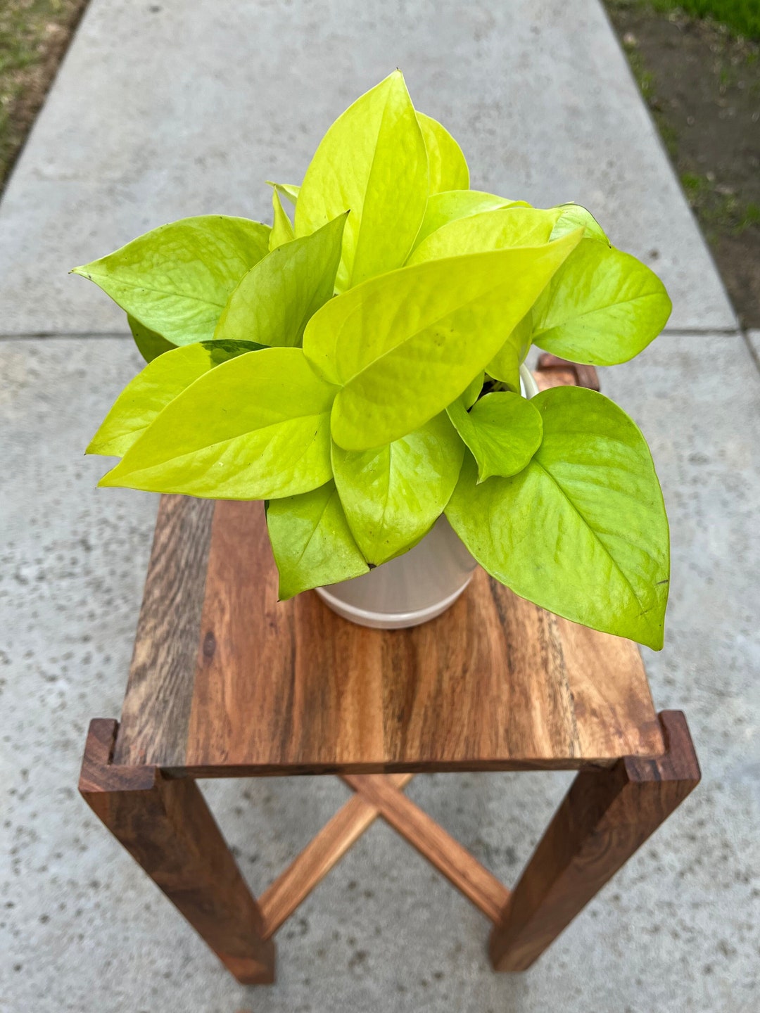 4'' Pothos Neon | House Indoor Plants | Foliage Plants | Air Purifier ...
