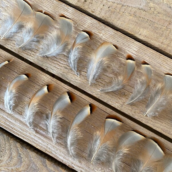 Partridge Feathers - Etsy