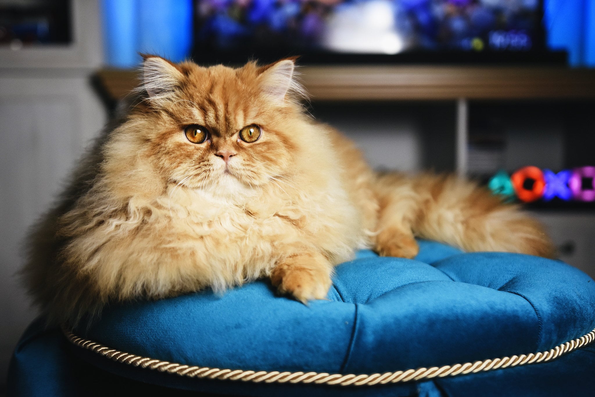 Velvet Cat House Bed Ottoman Chesterfield Cats Pouf Dog Cave Velour ...