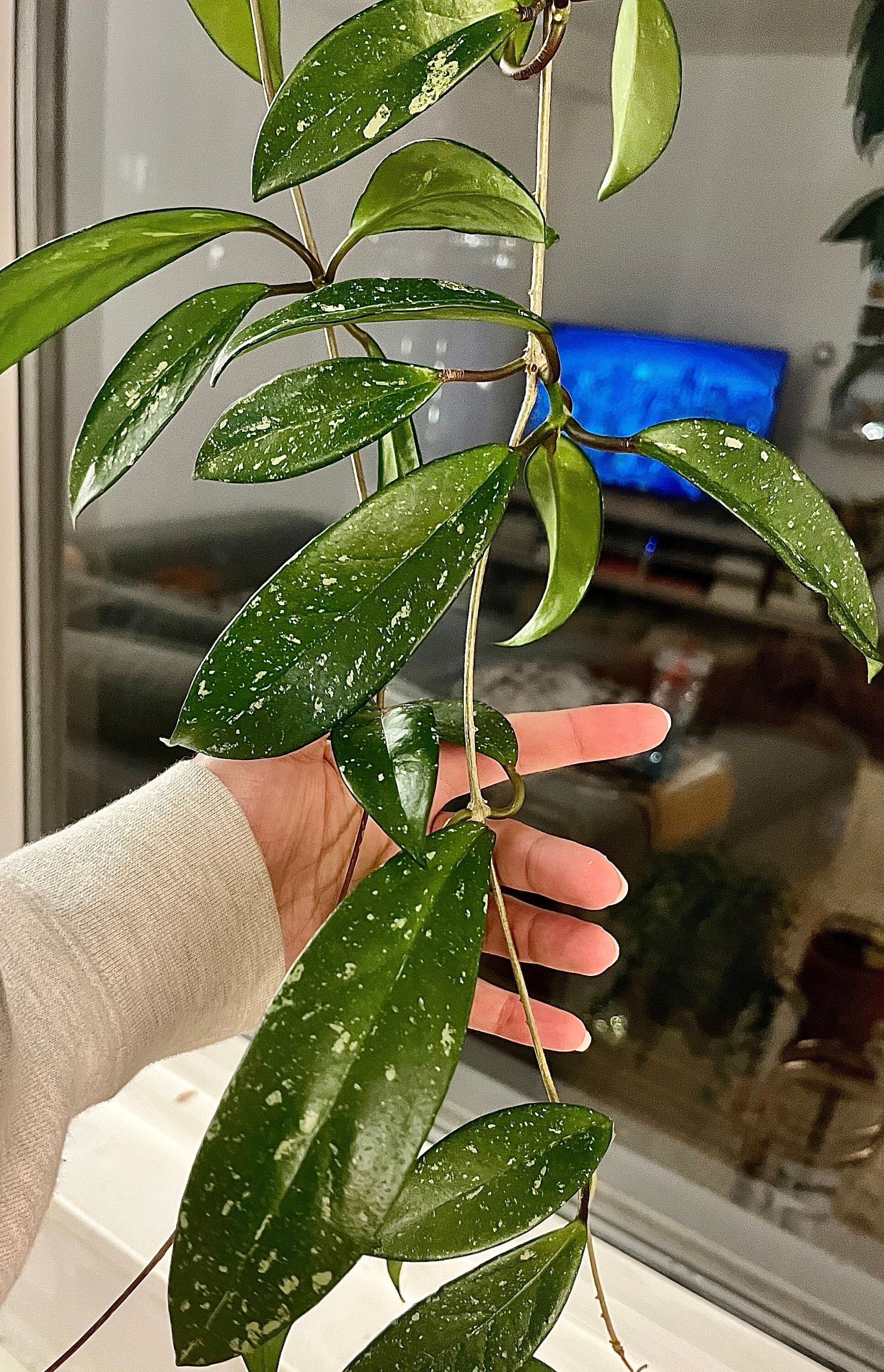 RARE Hoya (“silver Splash”) Pubicalyx - Etsy