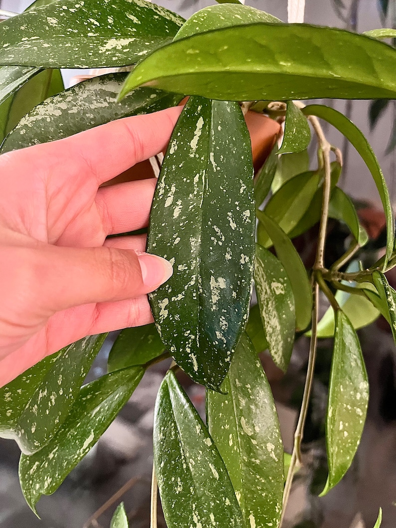 RARE Hoya (“silver Splash”) Pubicalyx - Etsy