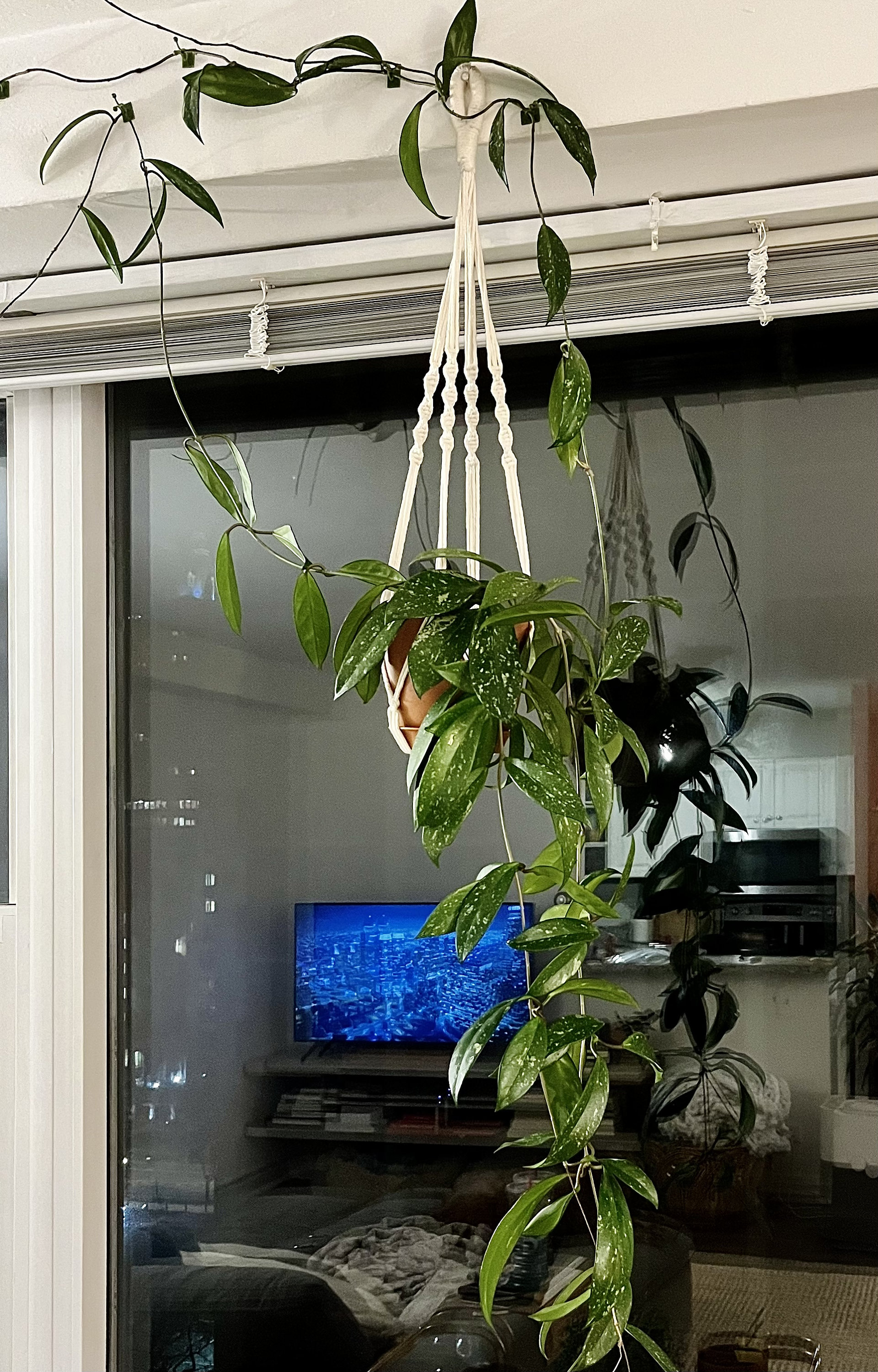 RARE Hoya (“silver Splash”) Pubicalyx - Etsy