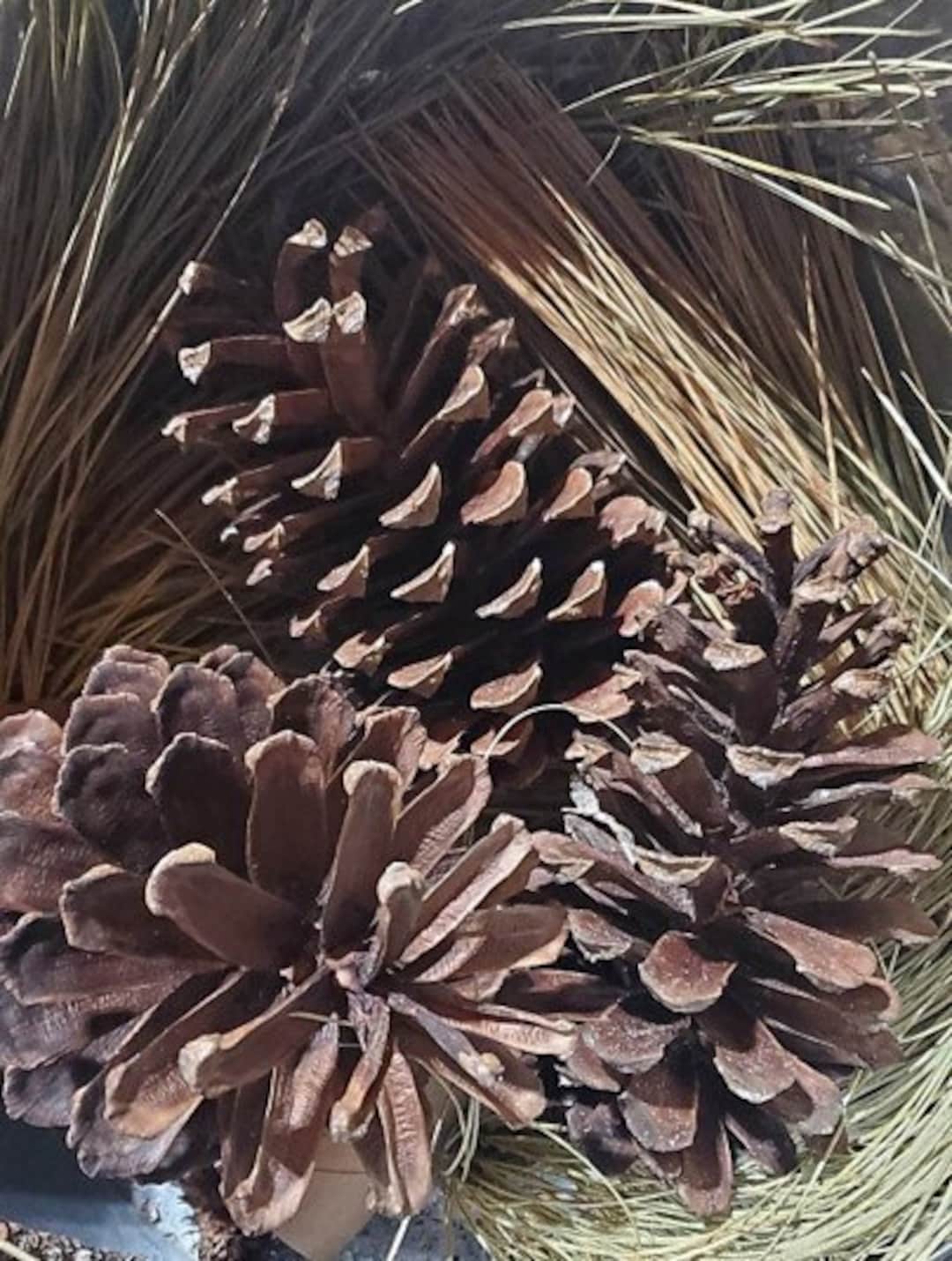 Beautiful Large Natural Florida Pinecones - Etsy