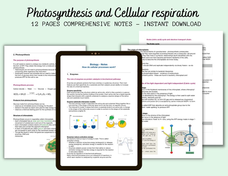 Biology Notes - Photosynthesis and Cellular Respiration - Etsy