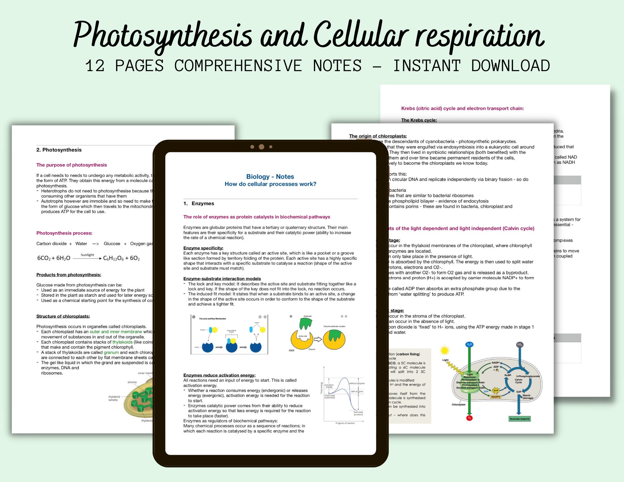 Biology Cellular Respiration Worksheet