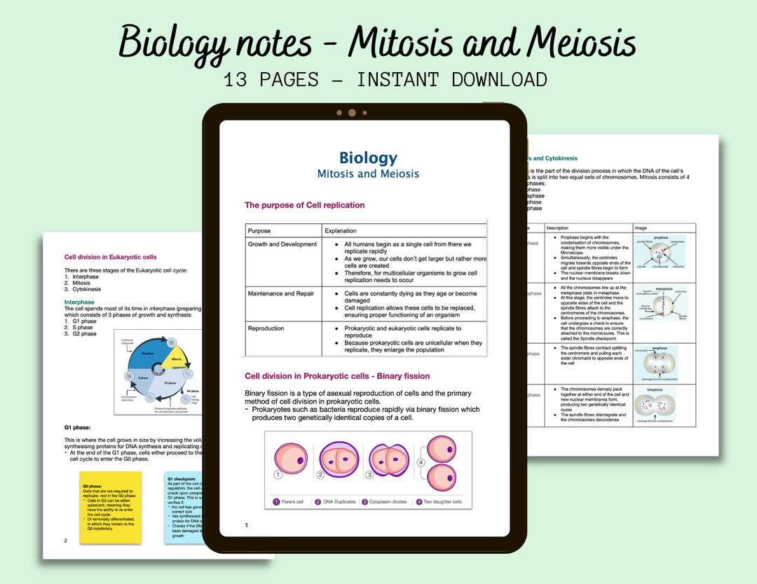 Biology Notes - MITOSIS AND MEIOSIS - Etsy