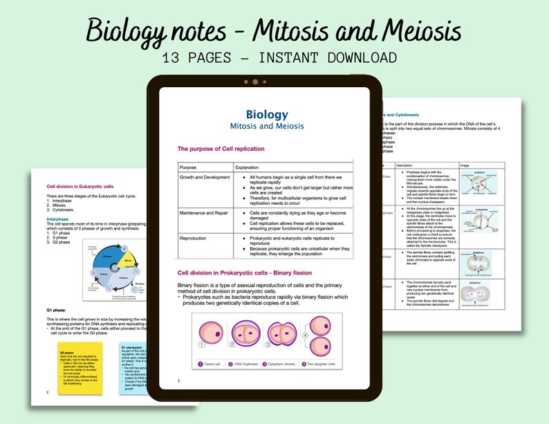 Biology Notes - MITOSIS AND MEIOSIS - Etsy