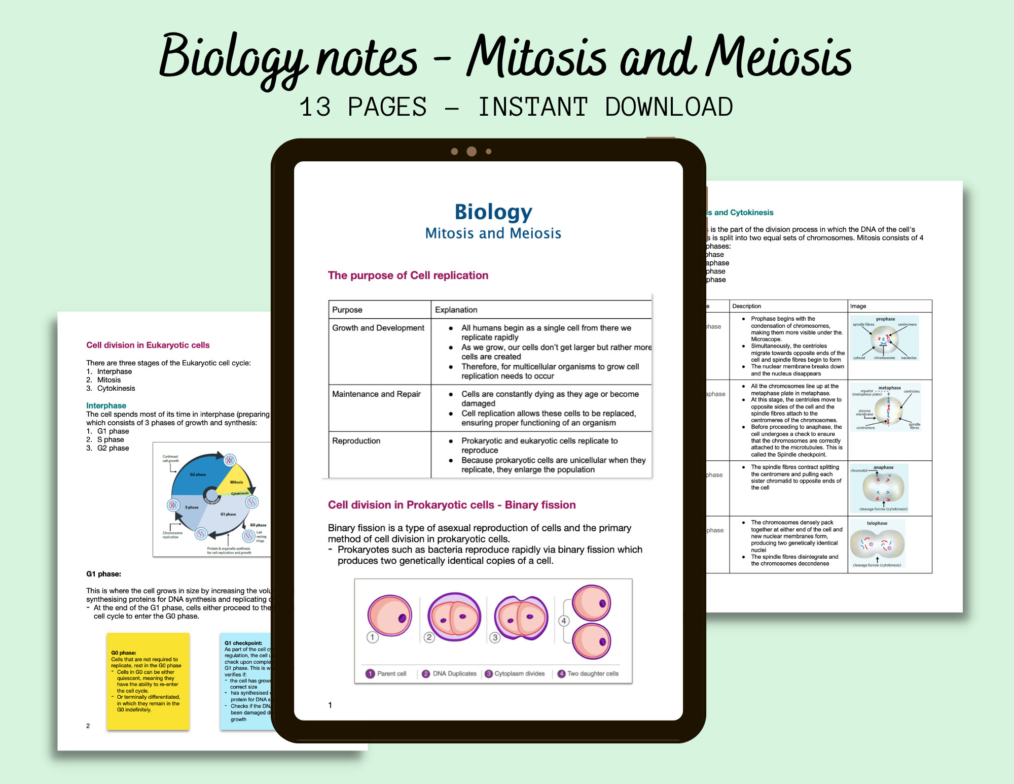 Biology Notes - MITOSIS AND MEIOSIS - Etsy
