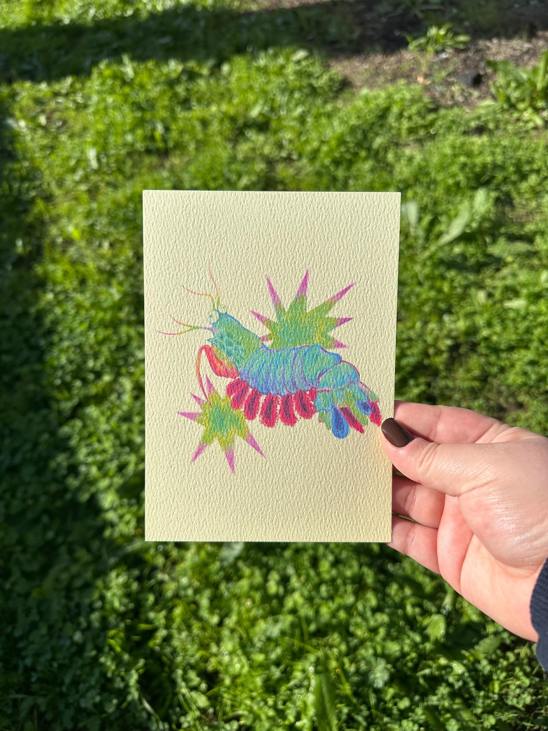 Mantis Shrimp Print 5x7 - Etsy