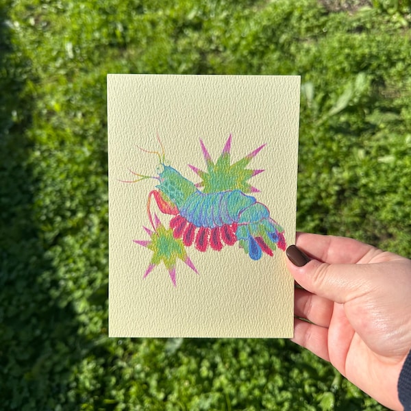 Shrimp Print - Etsy UK