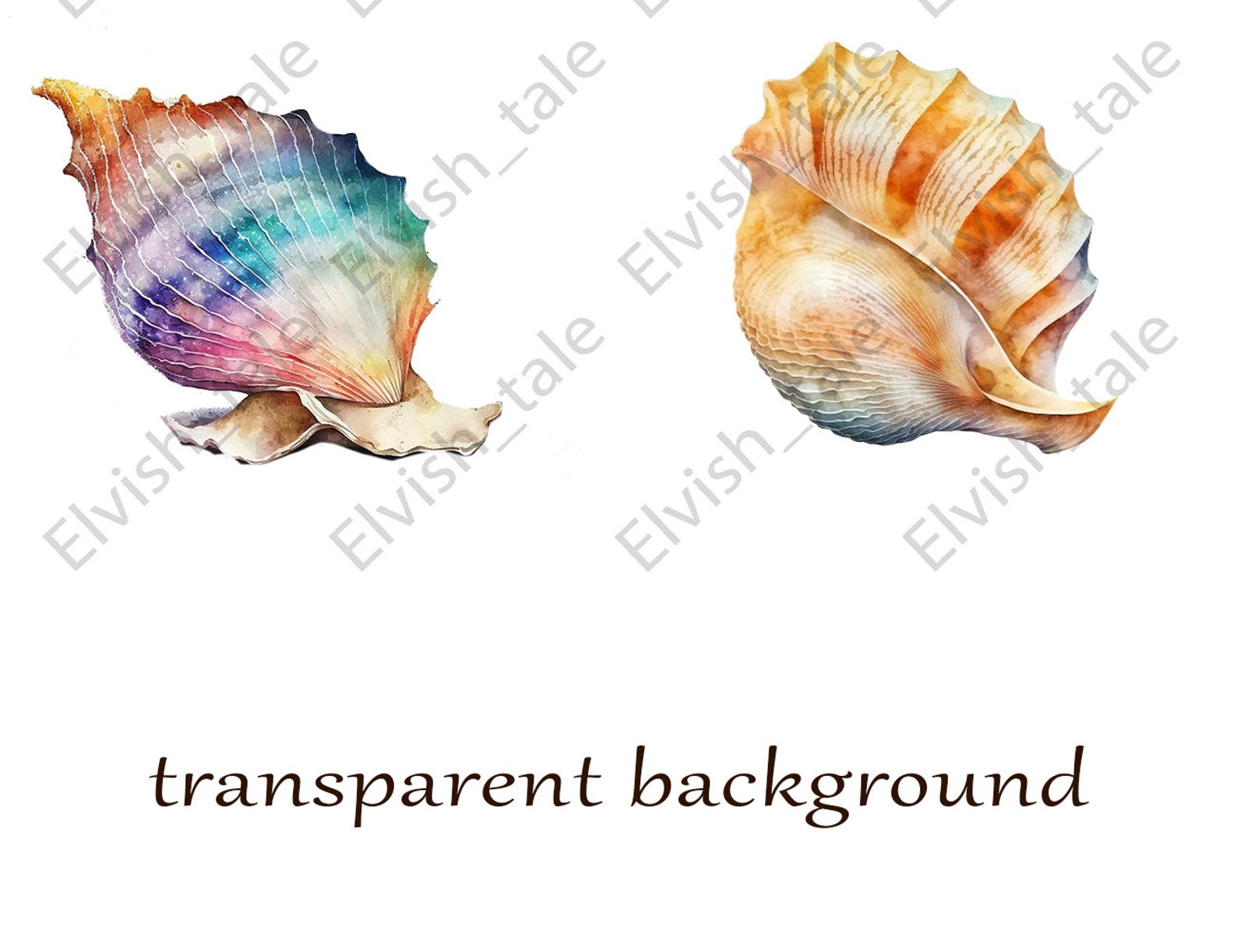 Seashells, Watercolor Clipart, 10 Png, Transparent Background - Etsy