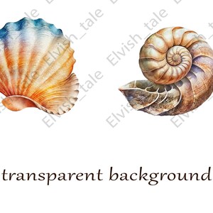 Seashells, Watercolor Clipart, 10 Png, Transparent Background - Etsy