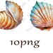Seashells Watercolor Clipart 10 Png Transparent Background - Etsy
