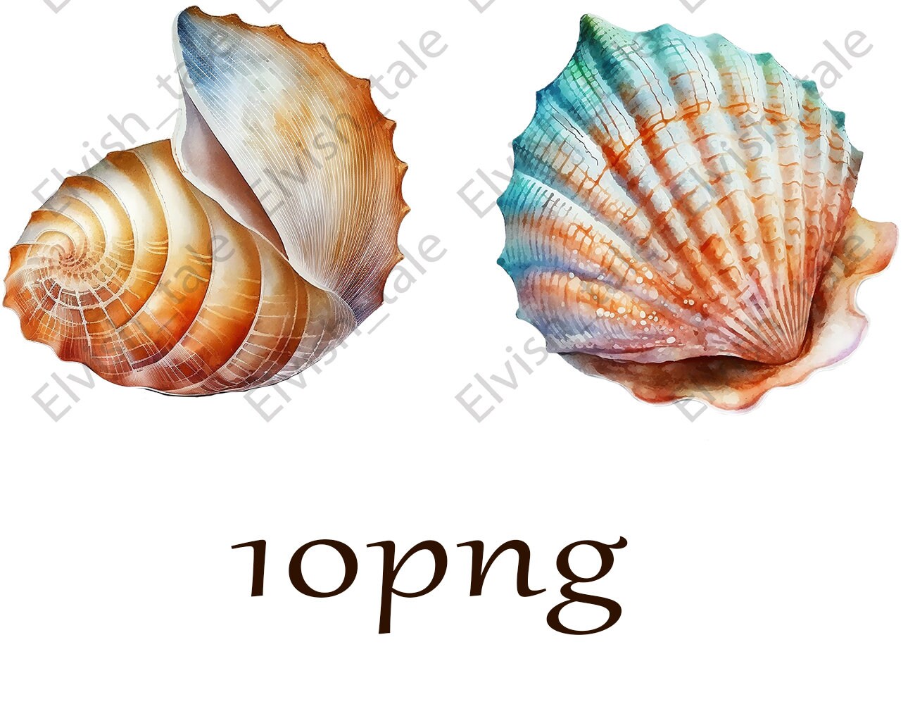 Seashells, Watercolor Clipart, 10 Png, Transparent Background - Etsy