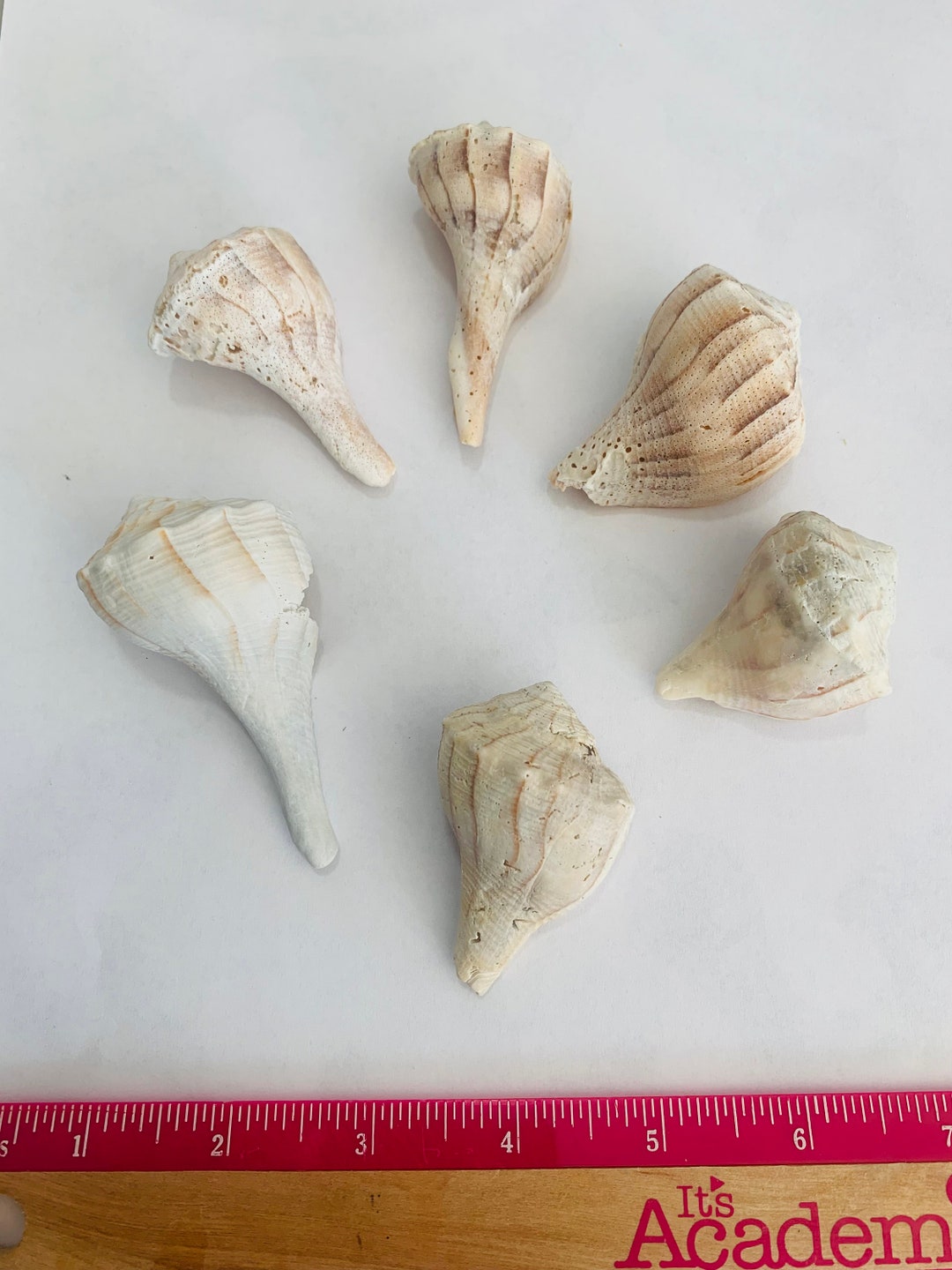 6 Whelk Florida Shells, Great for Crafting and Beach Theme Décor. - Etsy