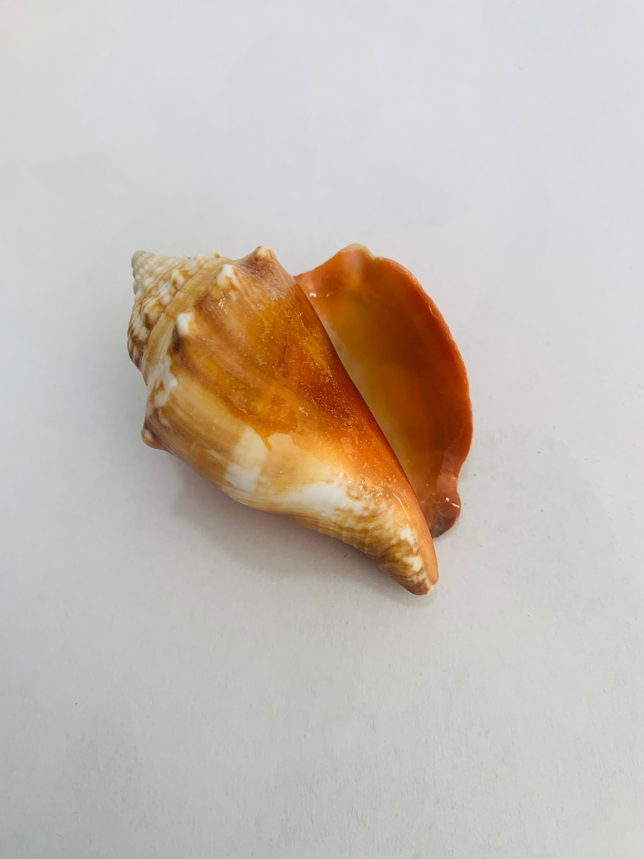 10 Florida Fighting Conch Shells 2.5-3 Inchs, Great for Crafting and ...