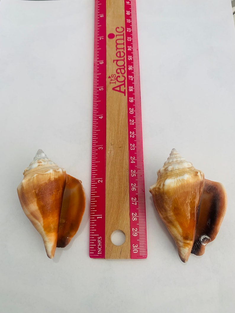 10 Florida Fighting Conch Shells 2.5-3 Inchs, Great for Crafting and ...