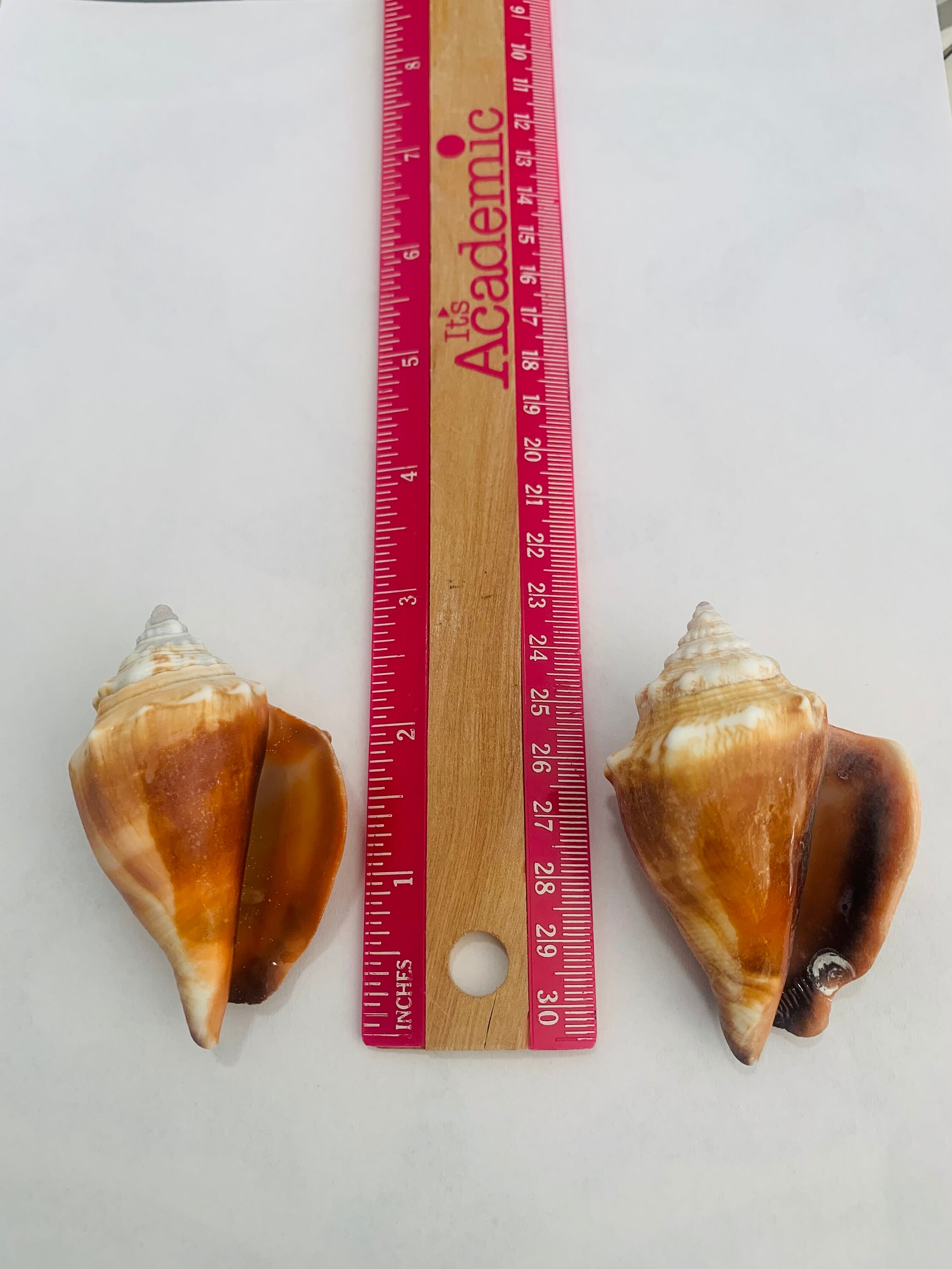 10 Florida Fighting Conch Shells 2.5-3 Inchs, Great for Crafting and ...