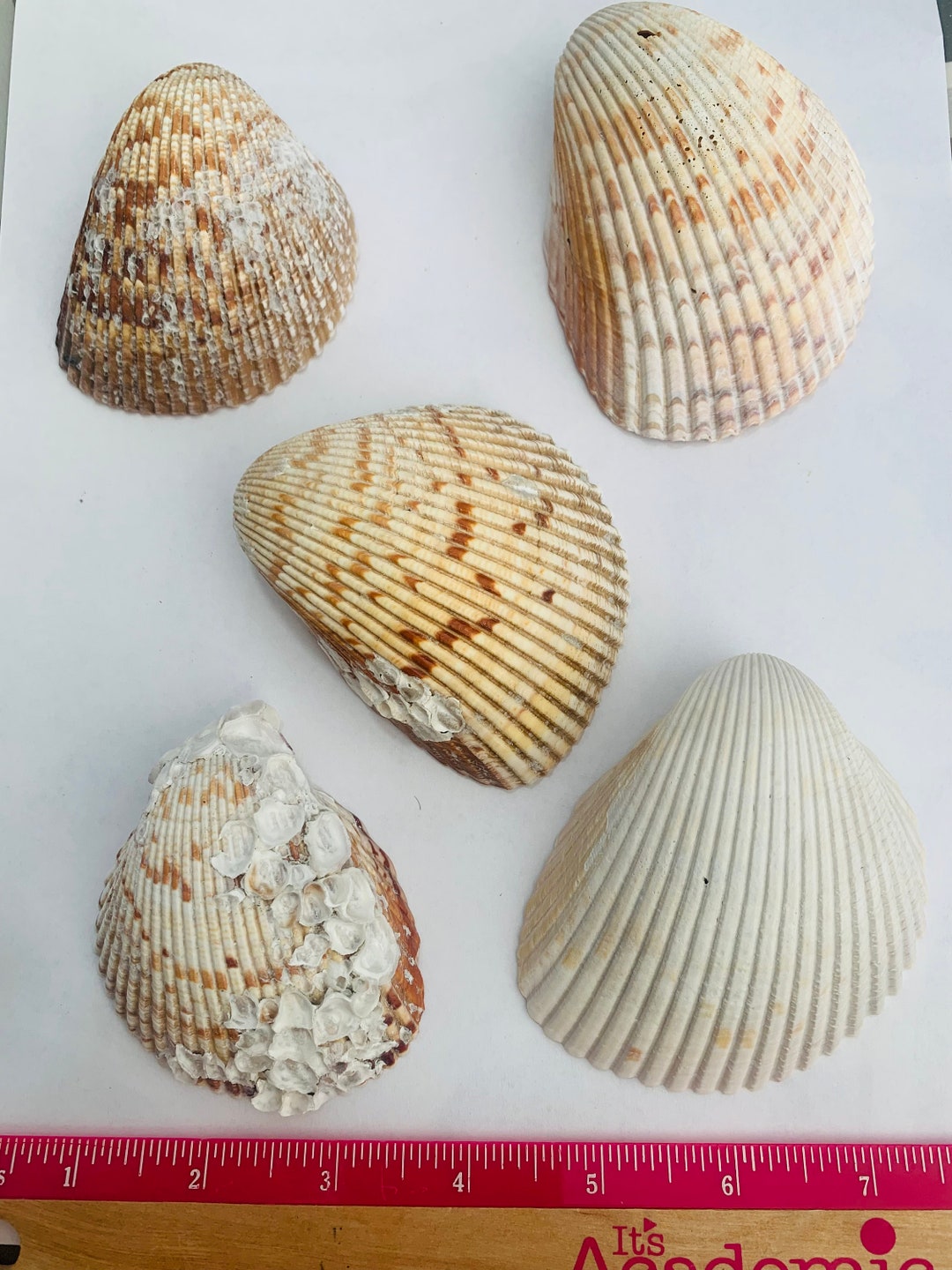 5 Large Florida Clam Shells, Great for Crafting and Beach Theme Décor ...
