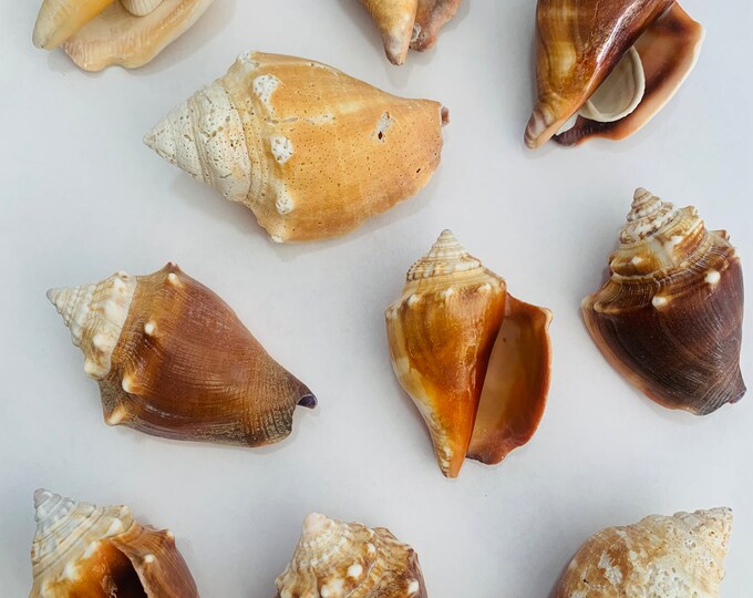 Florida Fighting Conch Shellsstrombus Alatus 3seashell Craft/supply 1 ...