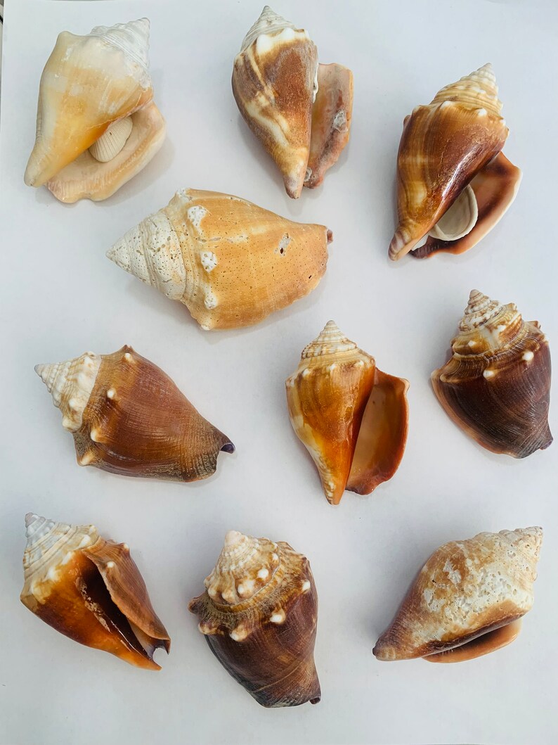 10 Florida Fighting Conch Shells 2.5-3 Inchs, Great for Crafting and ...