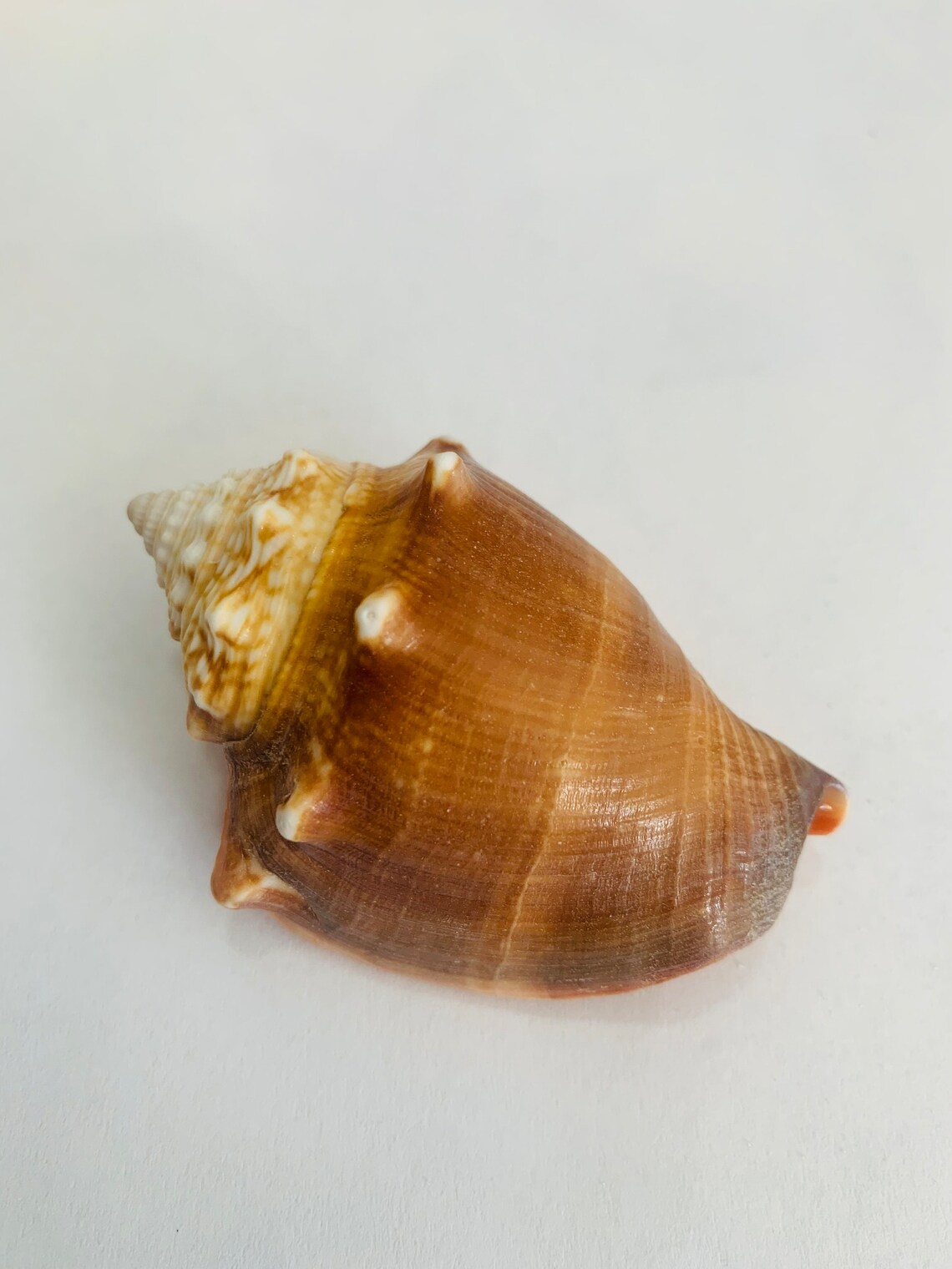 10 Florida Fighting Conch Shells 2.5-3 Inchs, Great for Crafting and ...