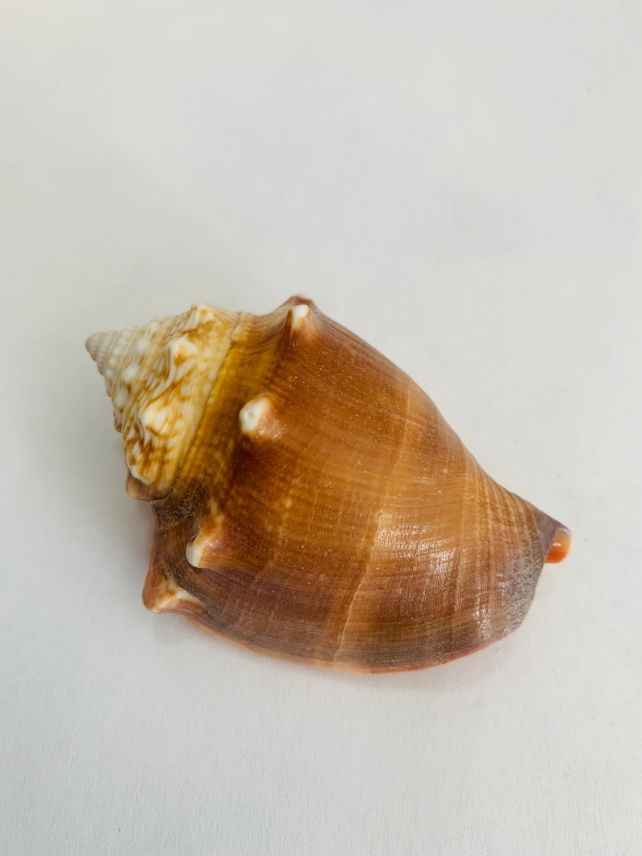 10 Florida Fighting Conch Shells 2.5-3 Inchs, Great for Crafting and ...