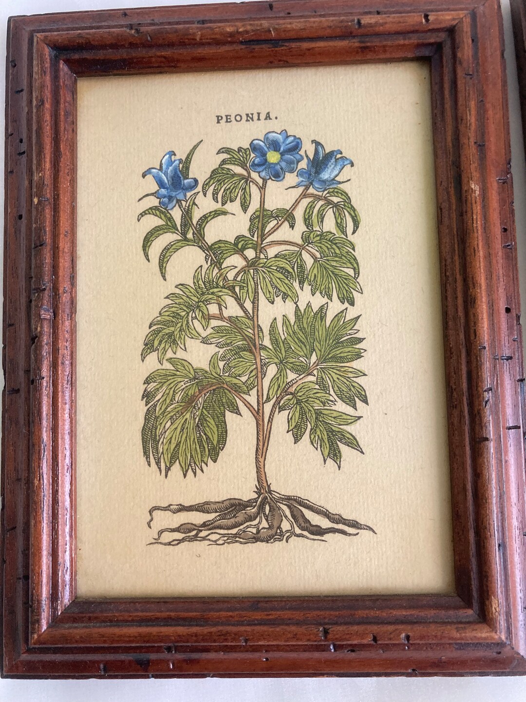Vintage Italian Botanical Prints Images 1930-1950 - Etsy