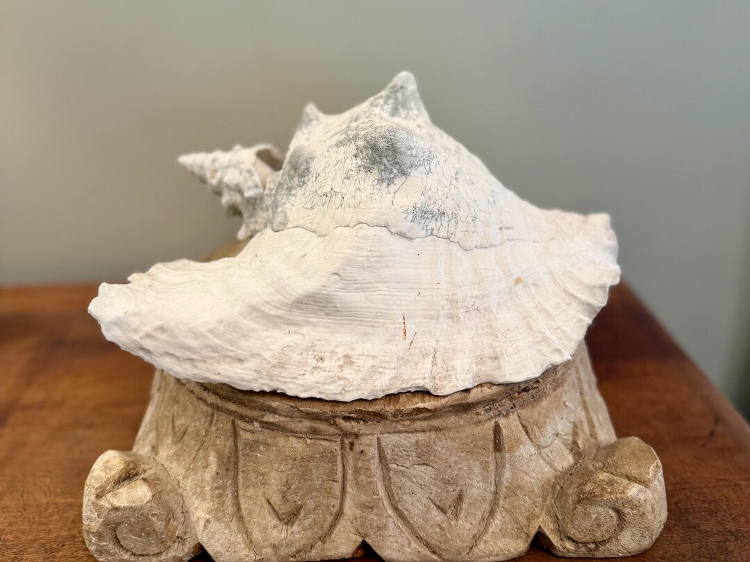 Vintage Weathered Large Queen Conch Seashell - Etsy
