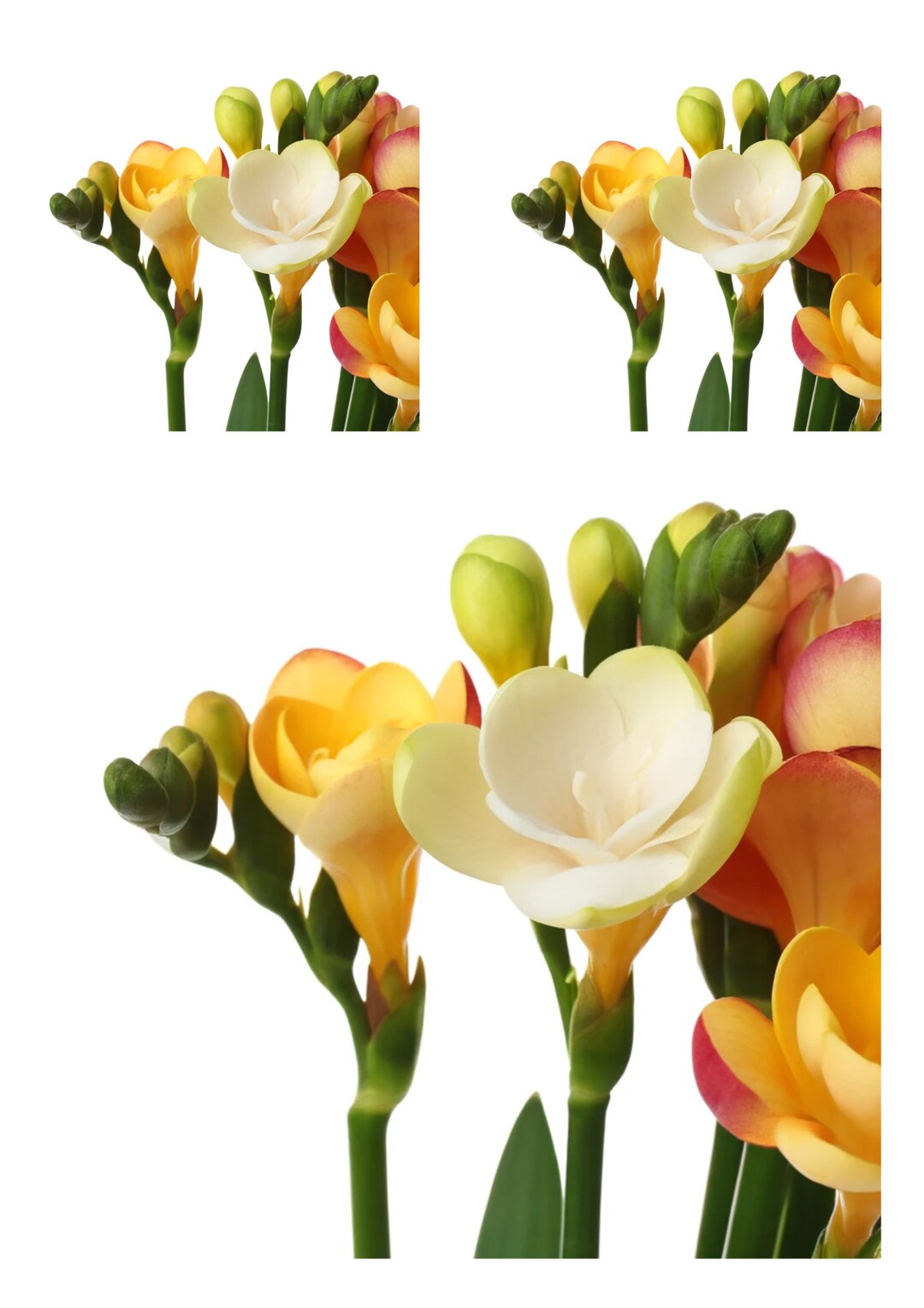 Freesia Flowers Rice Paper: A4 Decoupage, Scrapbooking, Cardmaking - Etsy