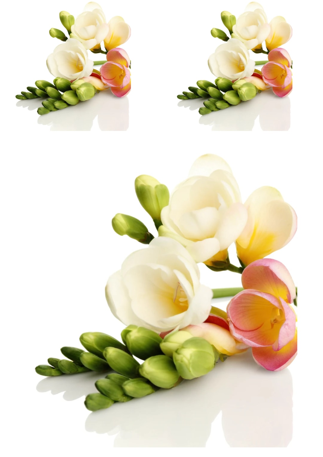 White Freesia Collage - Decorative Rice Paper for Decoupage Craft ...