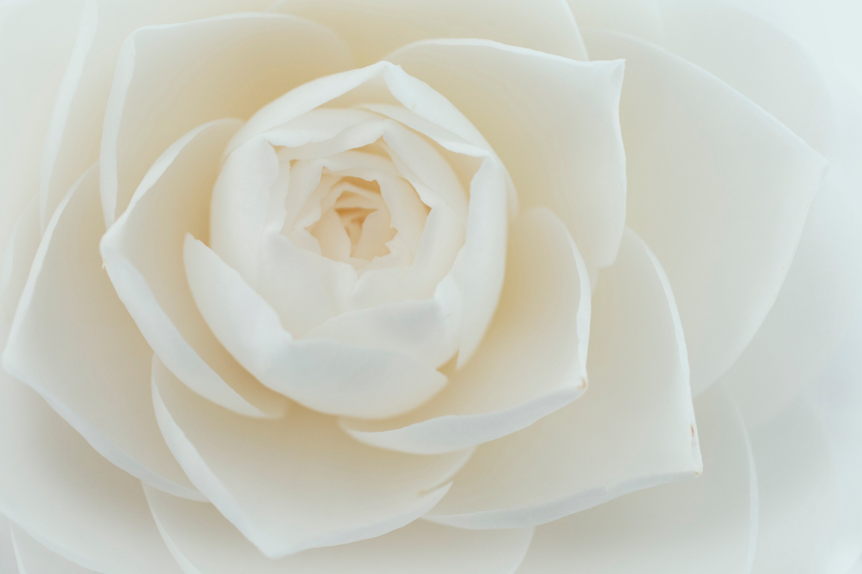 White Closeup Flower Digital Download. Soft White Flower Digital Image ...