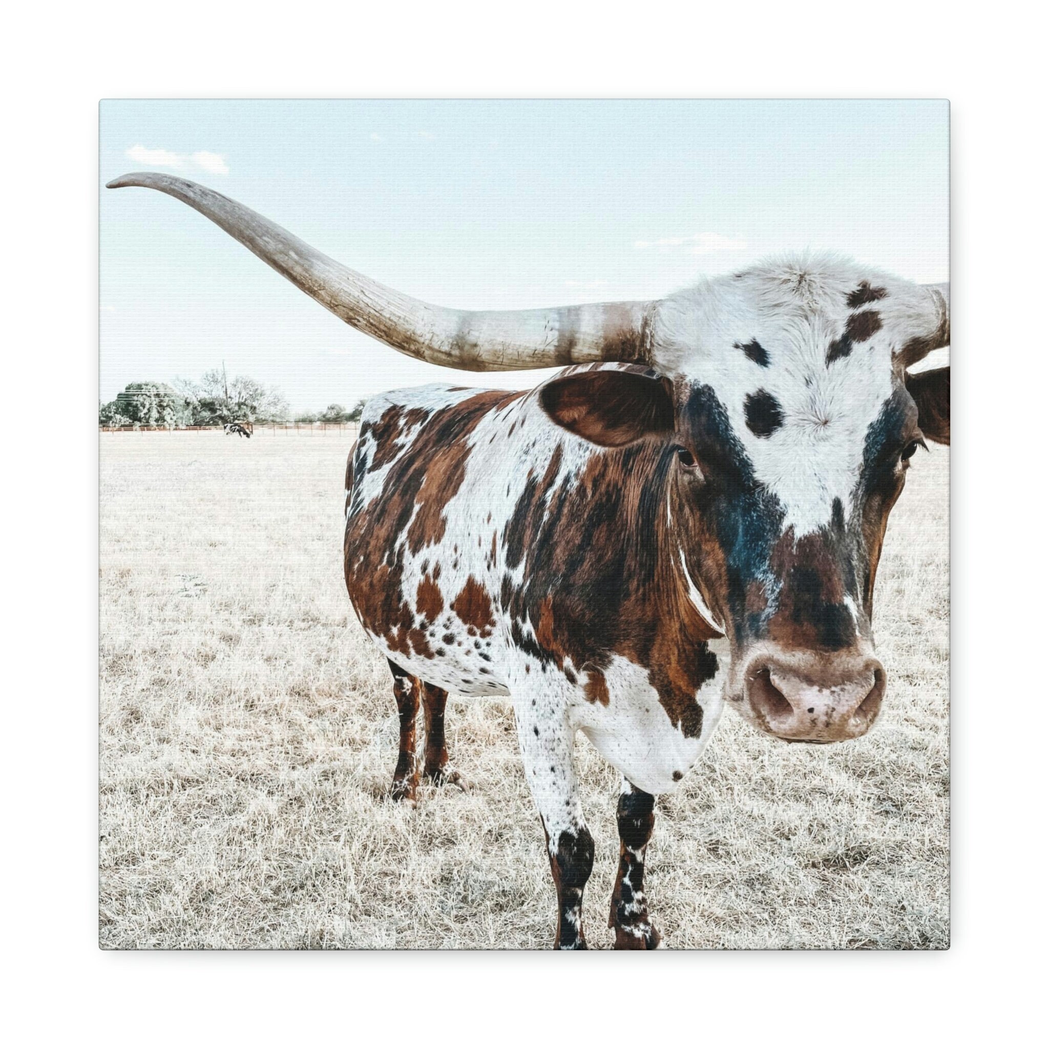 Charlotte the Longhorn Cow Square Canvas Photography Print Western Wall ...