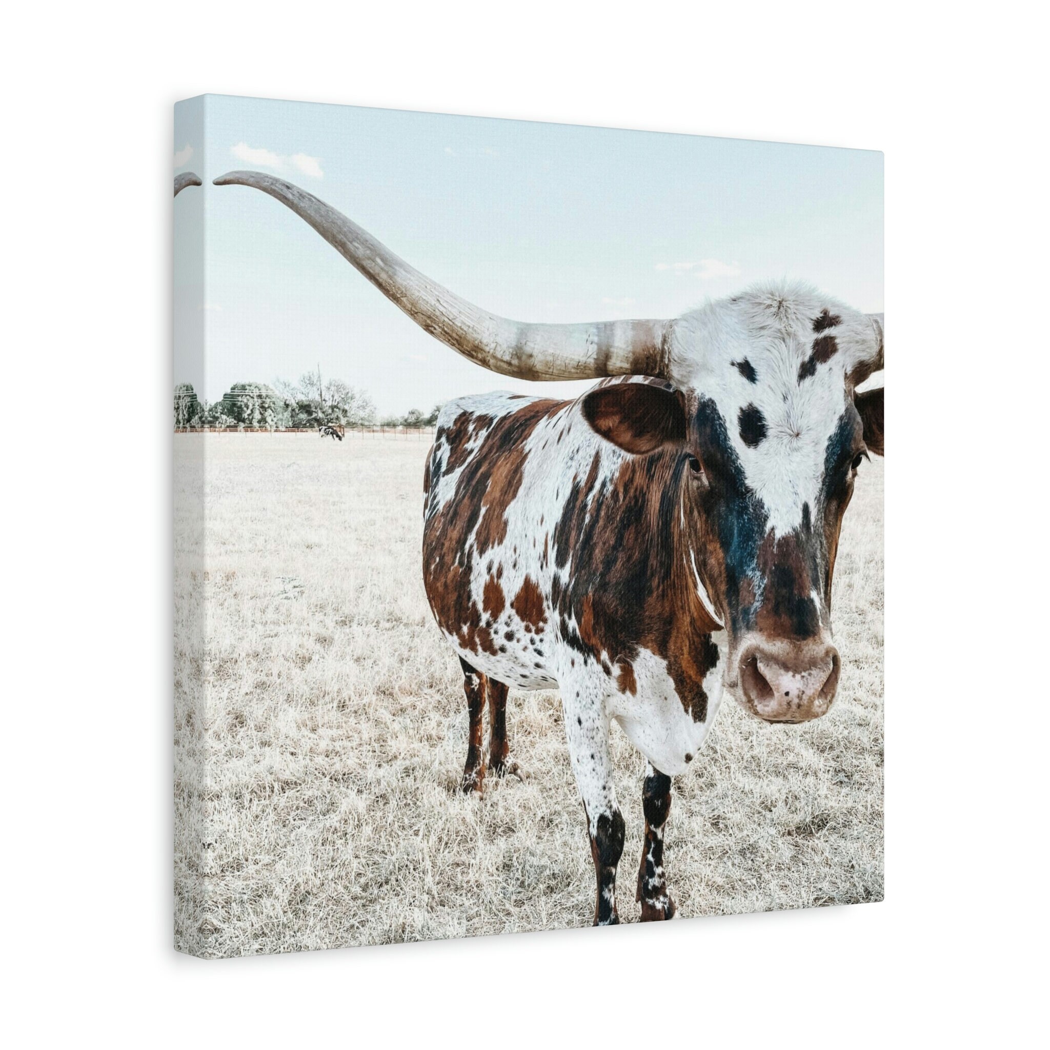 Charlotte the Longhorn Cow Square Canvas Photography Print Western Wall ...
