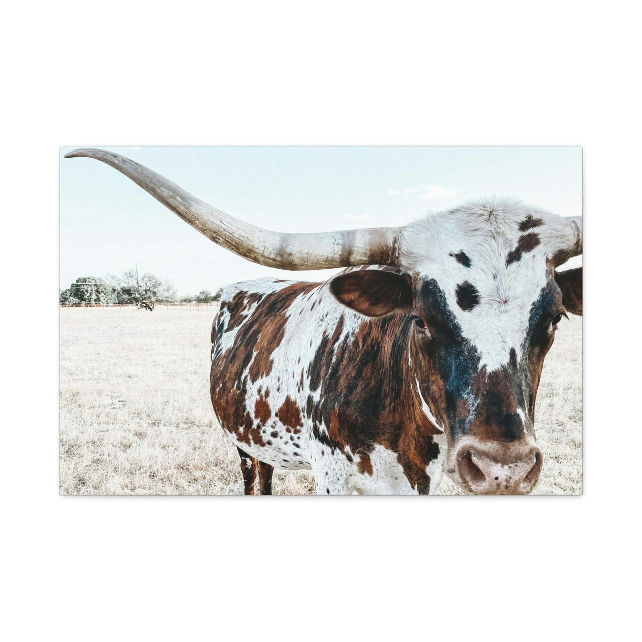 Charlotte the Longhorn Cow Horizontal Matte Canvas Photography Print ...