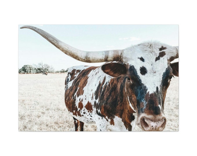 Charlotte the Longhorn Cow Horizontal Matte Canvas Photography Print ...