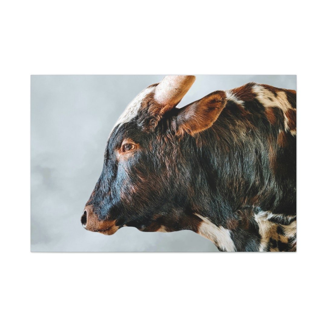 Longhorn Bull Canvas Wall Art Western Photograph Farmhouse Decor - Etsy