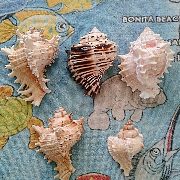 Murex Shells - Etsy