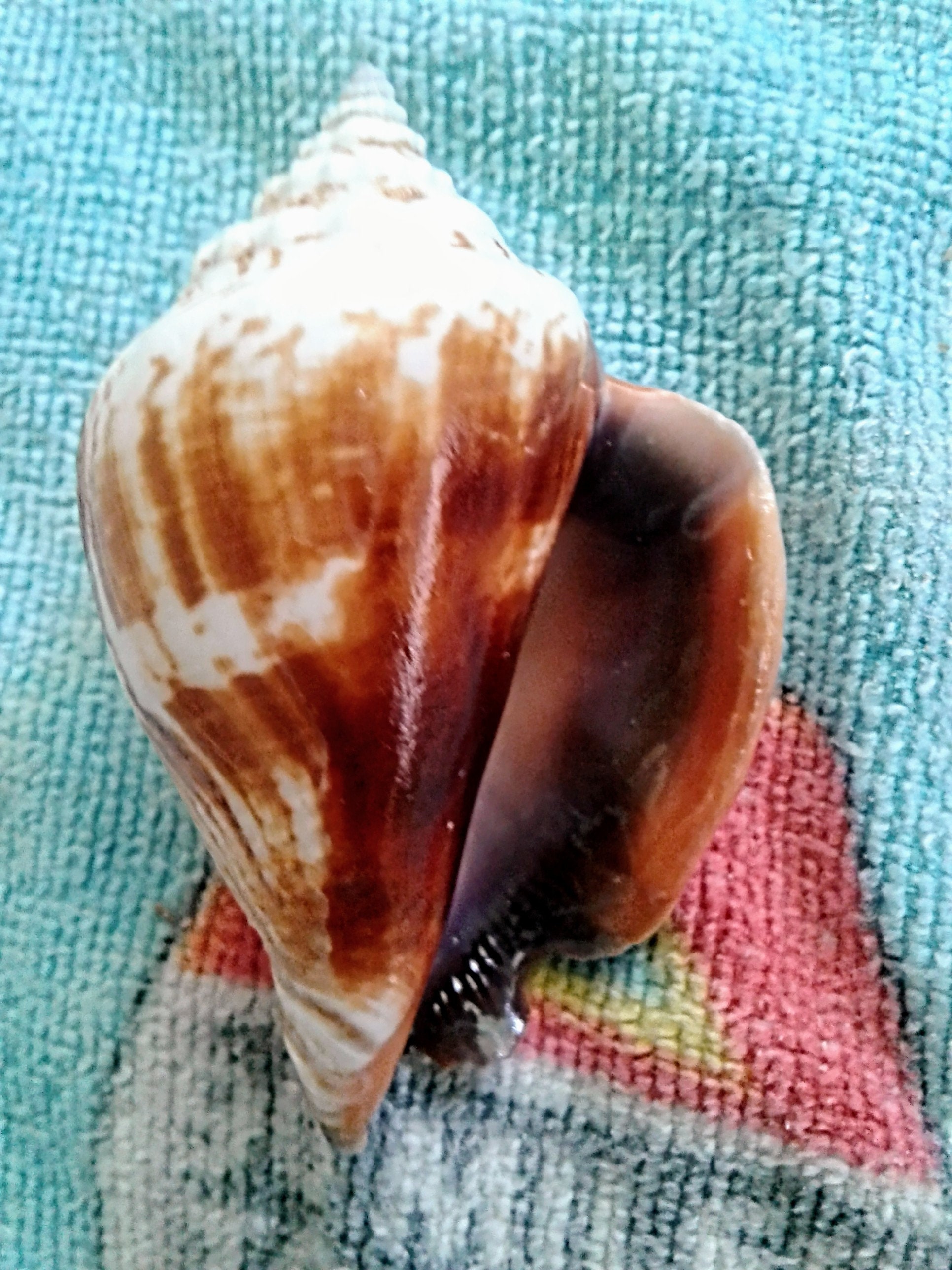 5 Purple Fighting Conchs - Etsy