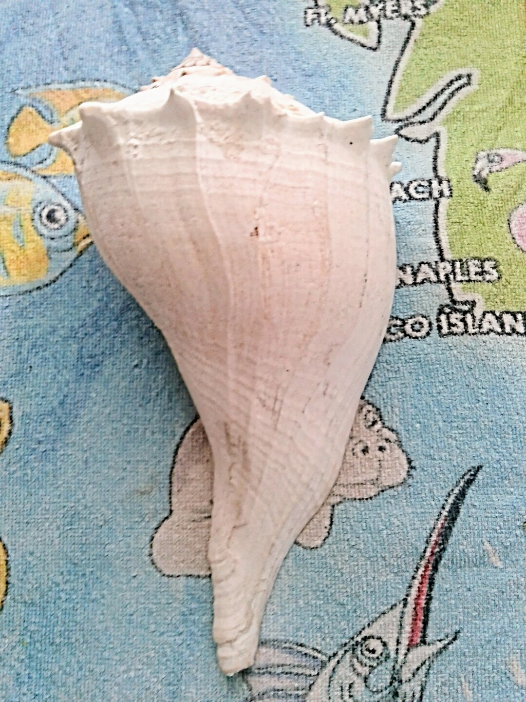 10 Inch Large Whelk Shell - Etsy