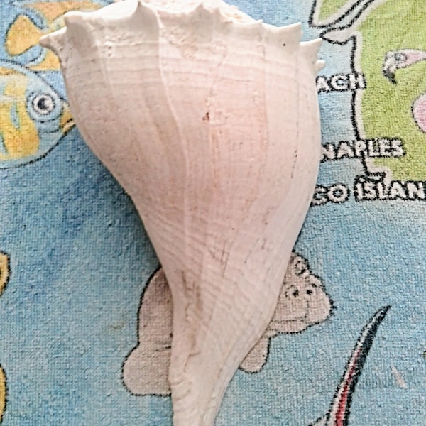 Florida Whelk Shell - Etsy