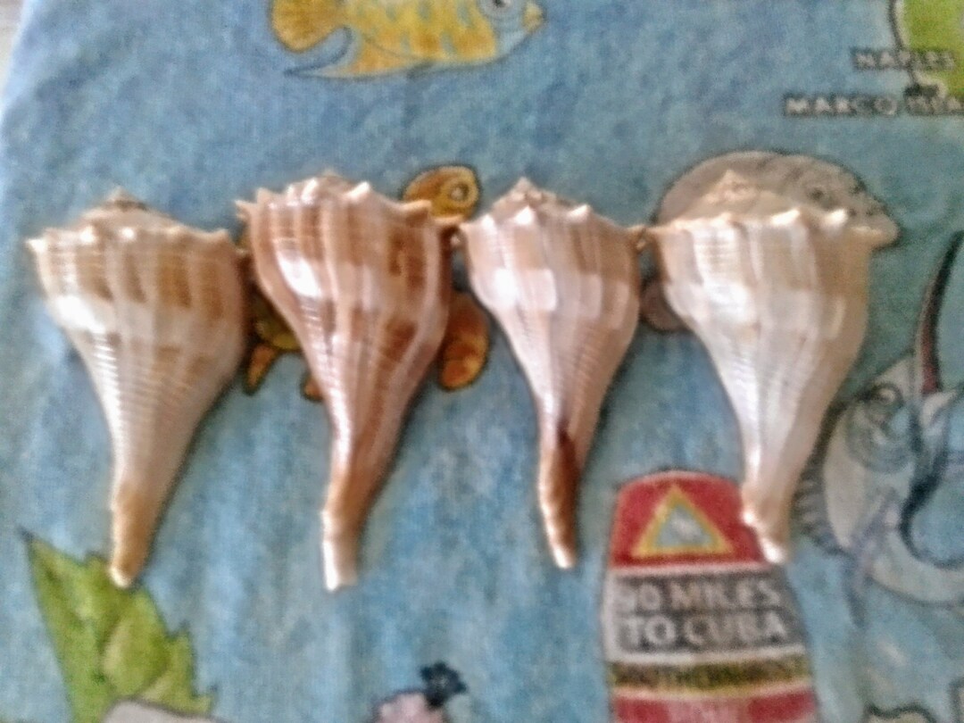 Set of Four 6 Inch Large Whelks - Etsy