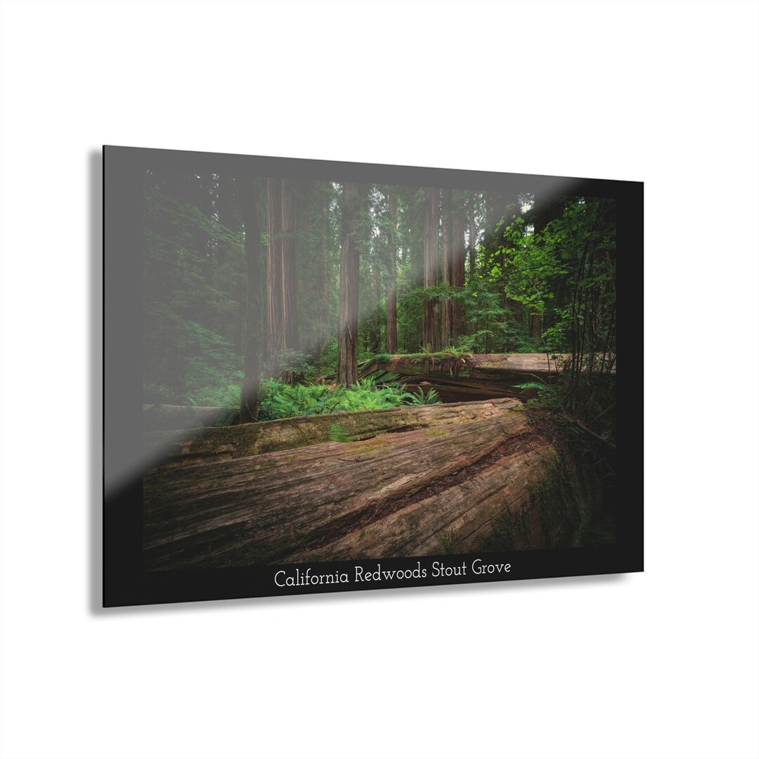 California Redwoods Stout Grove-the Redwood Forest. Acrylic Prints ...